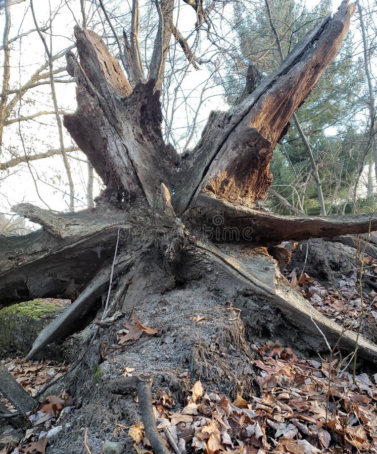 168 Petrified Roots Stock Photos - Free & Royalty-Free Stock Photos ...