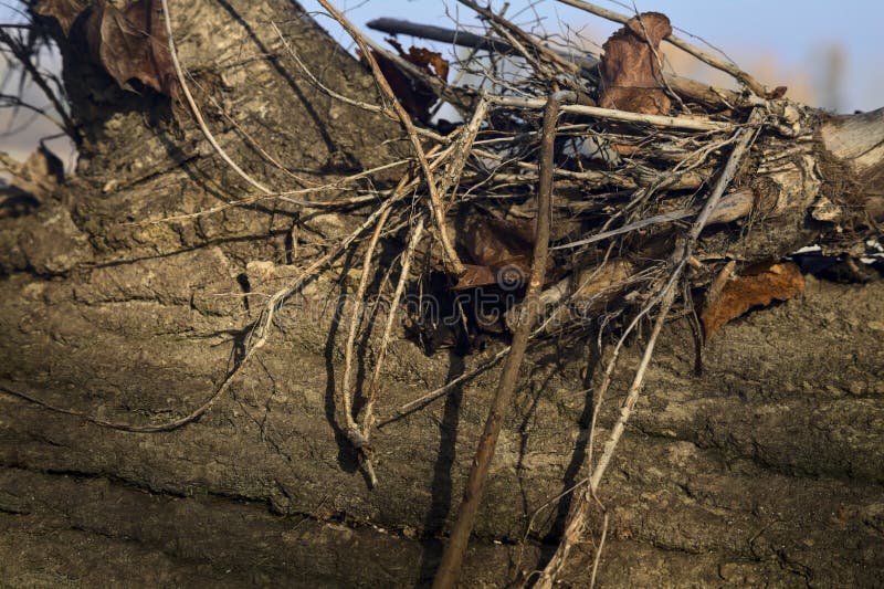 Fallen Stump with Foliage on it Seen Up Close Stock Image - Image of ...