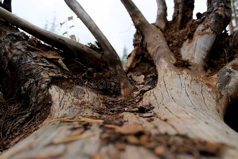 A fallen stump in forest stock photo. Image of nature - 164779440