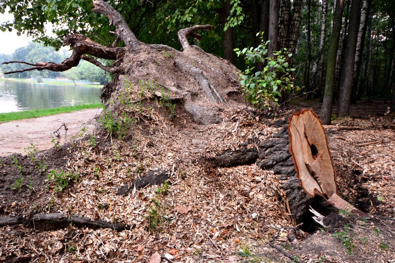A fallen stump stock image. Image of catastrophe, forest - 77316699