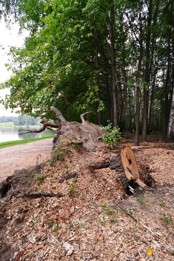A fallen stump stock photo. Image of drop, hurricane - 77316704