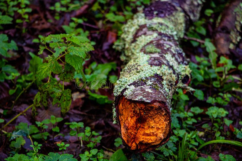 Fallen Stump of a Wild Tree on Mossy Ground Stock Image - Image of dead ...