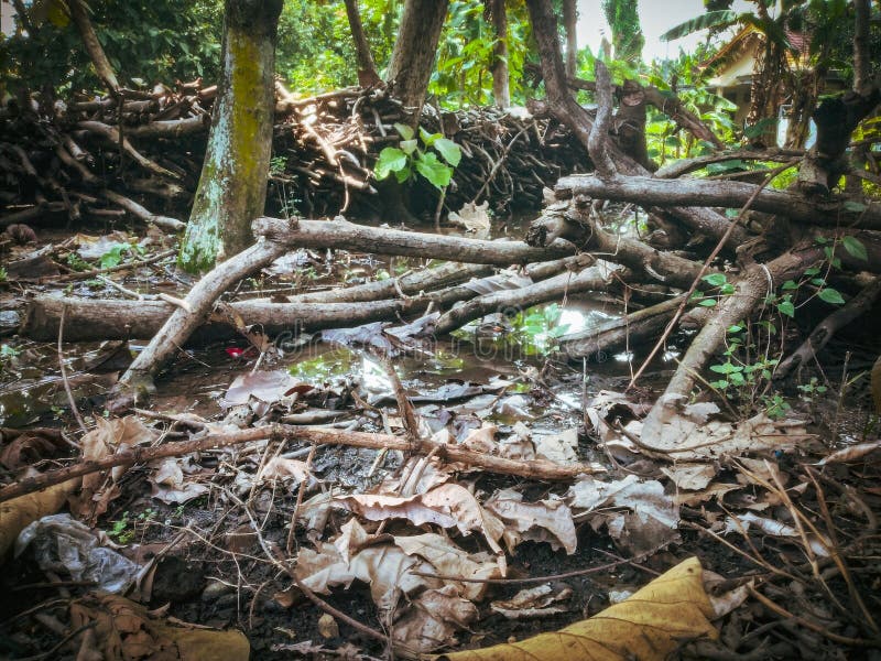 Fallen Teak Logs in the Swamp. Stock Image - Image of forest, soil ...