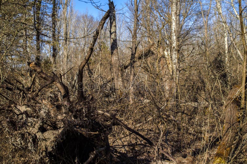 Large Tree Trunk in the Wood Stock Photo - Image of fallen, forest ...