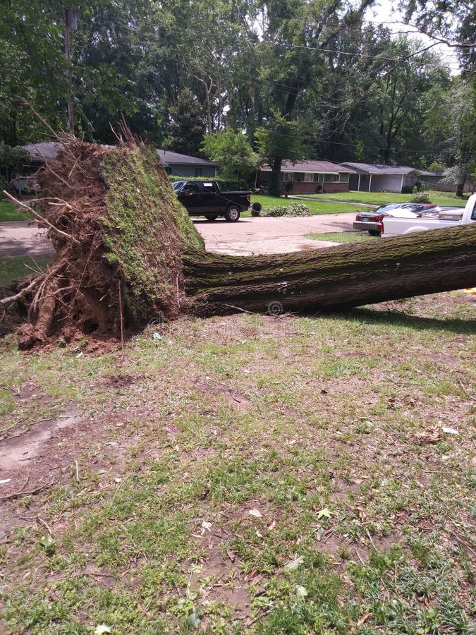 Fallen Timber stock image. Image of fallen, house, timber - 100906745