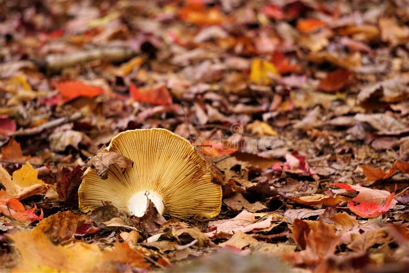 Unsullied Fan Art Stock Photos - Free & Royalty-Free Stock Photos from ...