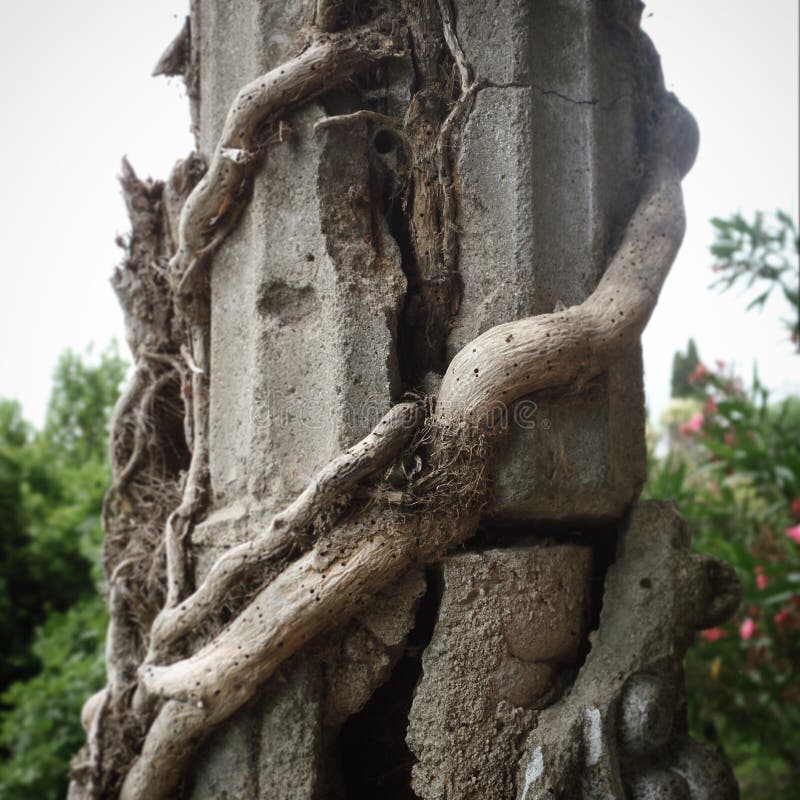 Ruins stock photo. Image of tree, summer, fallen, ruins - 120743566