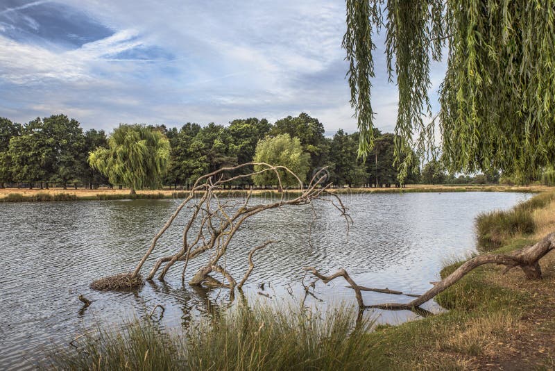Fallen branch in pond stock photo. Image of fallen, nesting - 252696966