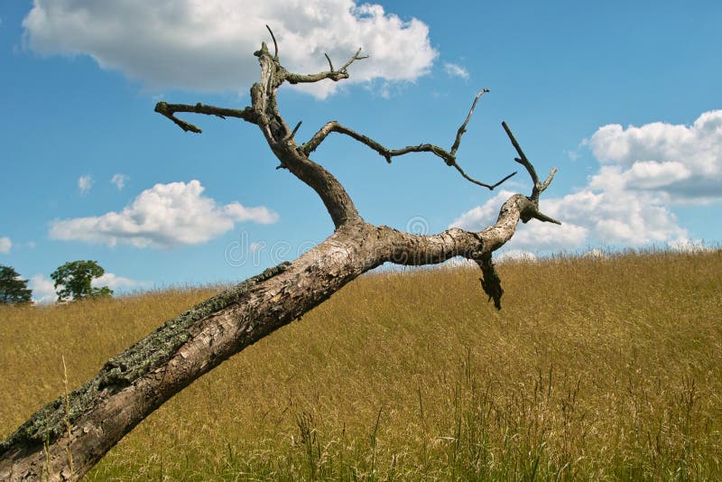 Fallen Tree stock photo. Image of scenic, landscapes - 11526922