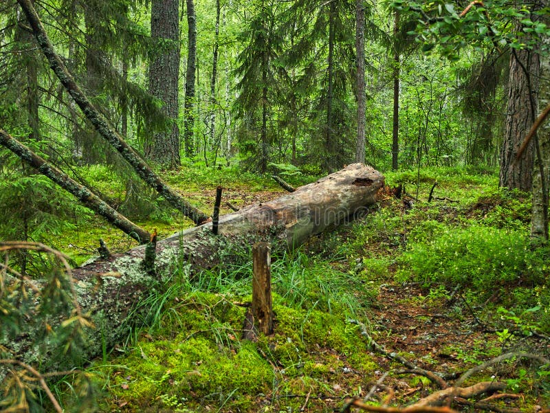 Fallen tree stock image. Image of fairy, firtree, forest - 12585633