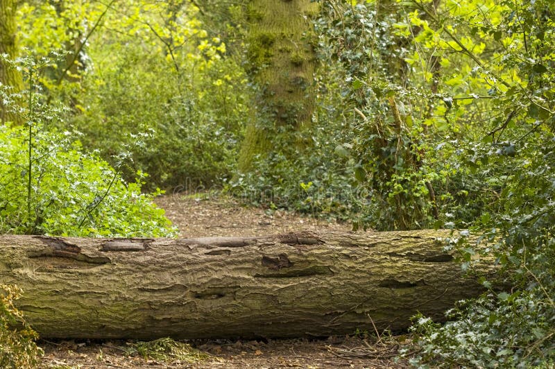 Fallen tree over the road stock image. Image of root - 22823885