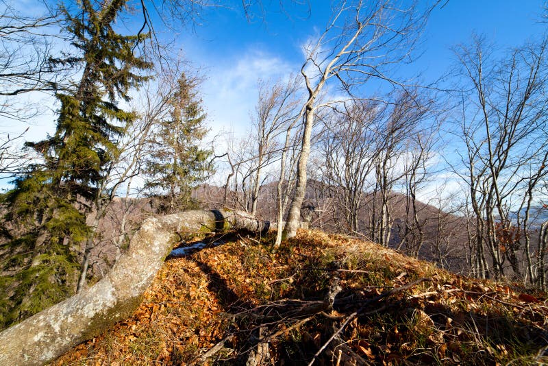 Fallen tree stock photo. Image of blue, fallen, leaves - 18362092