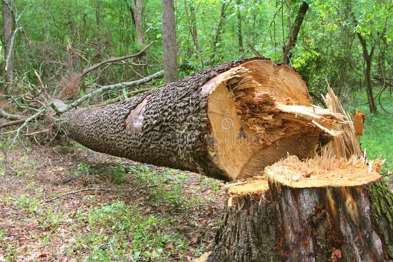 Fallen Tree stock image. Image of root, natural, damage - 24234323