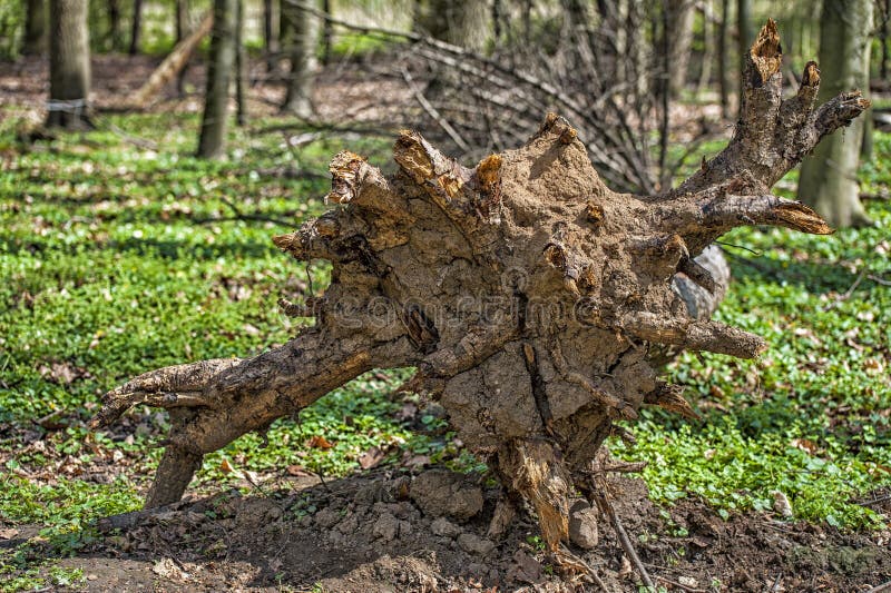 Fallen tree stock photo. Image of spring, forest, tree - 24392564