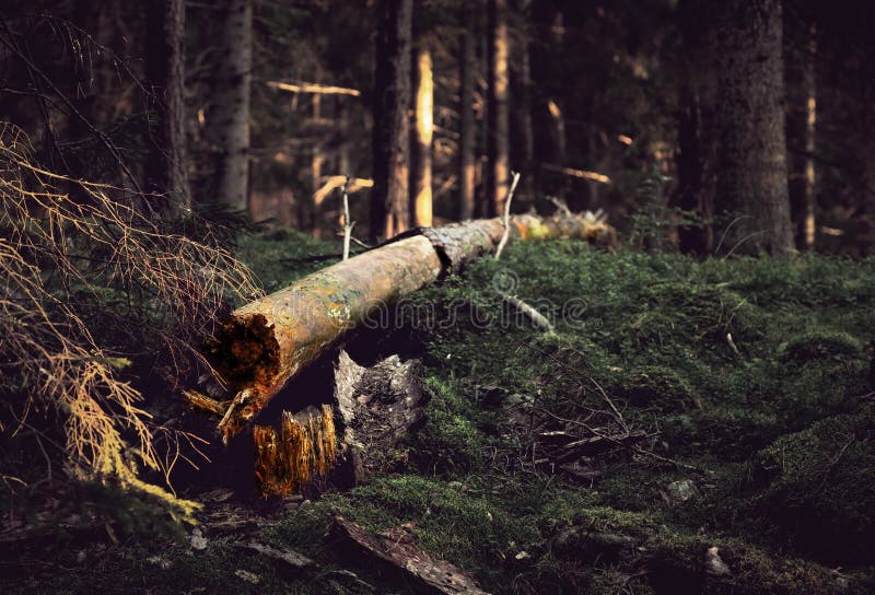 Fallen tree stock photo. Image of root, forest, dead - 27770876