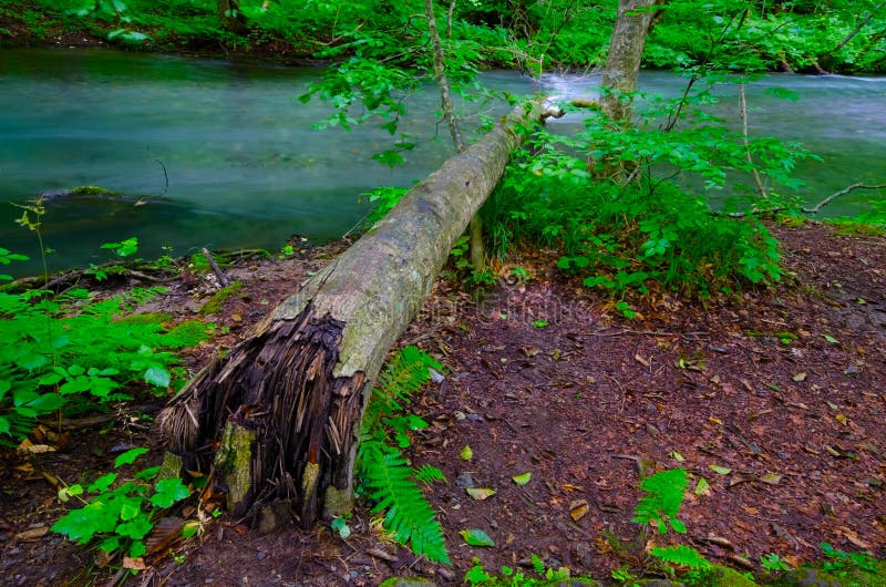Fallen tree stock photo. Image of reflected, tree, hike - 26476858