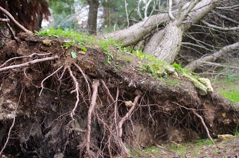 Roots Uprooted Tree Stock Photos - Download 618 Royalty Free Photos