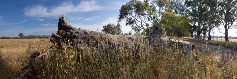 Fallen tree stock photo. Image of summer, drought, soil - 37769858
