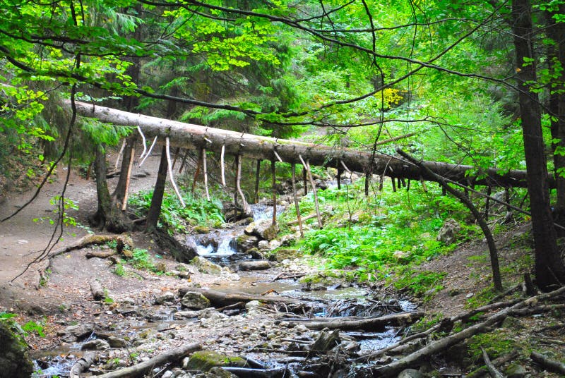 Fallen tree stock image. Image of carpathians, land, field - 38383779