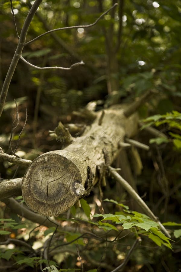 Fallen Tree stock image. Image of woods, tree, protrude - 4264099