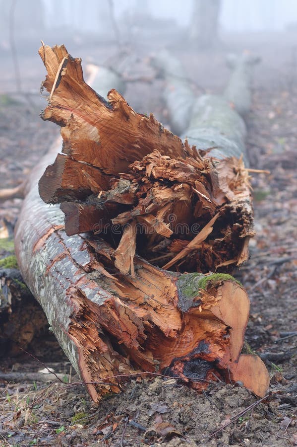 Fallen tree. stock image. Image of timber, grey, morning - 5070383