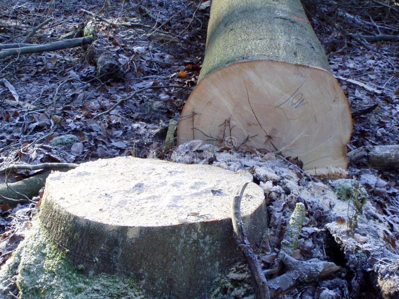 Fallen tree stock photo. Image of winter, wood, fallen, blue - 64488
