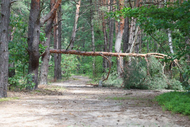 Broken Tree Across the Forest Road Stock Image - Image of conifer ...