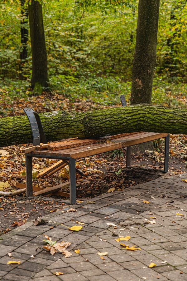 Fallen Tree Across a Park Bench Creates a Surprising Outdoor Sight ...