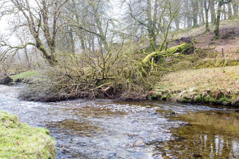 Fallen Tree stock image. Image of trees, water, white - 38839667