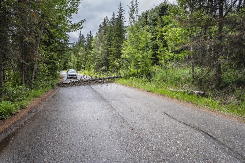 1,139 Barricade Tree Stock Photos - Free & Royalty-Free Stock Photos ...
