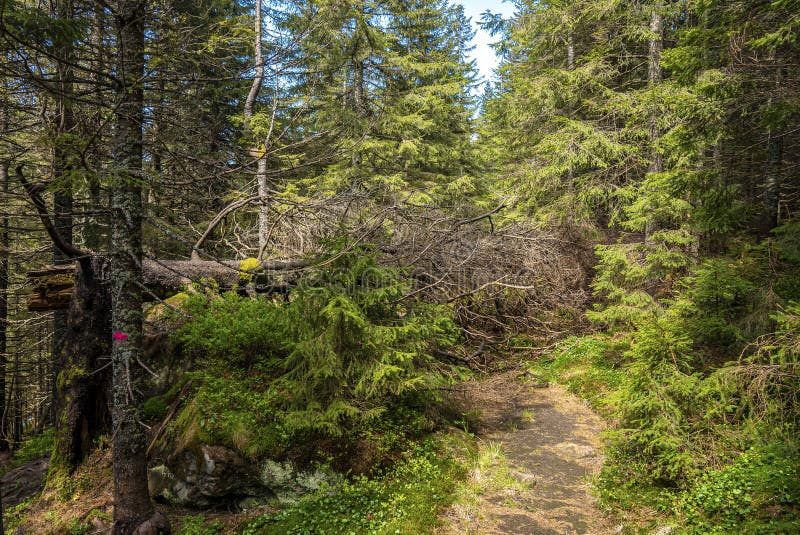 Fallen Tree Across the Track with Stones of Dense Forest of Mountain ...