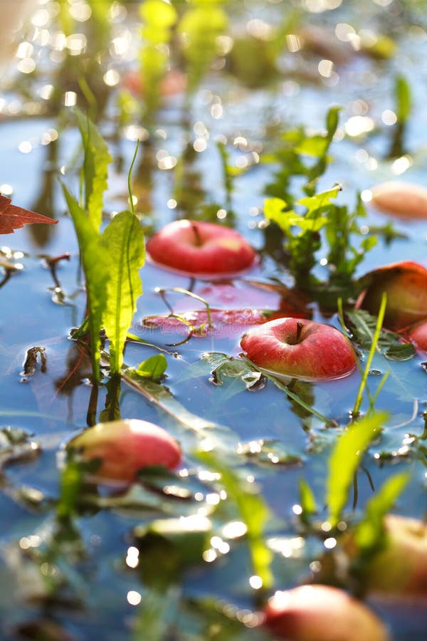 Fallen From The Tree Apples In The Water With Autumn Leaves Stock Photo ...