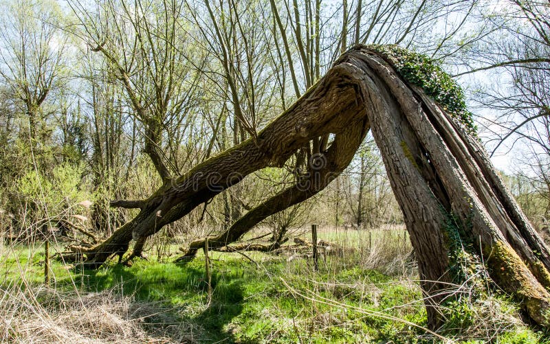 Fallen tree arch stock image. Image of sculpture, flora - 53057349