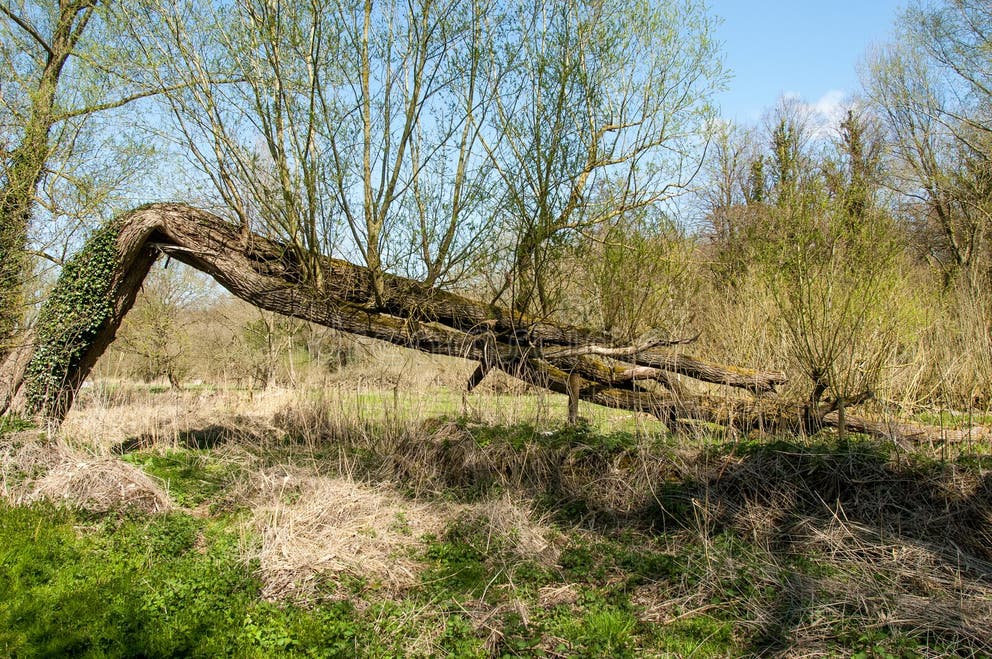 Fallen tree arch stock image. Image of sculpture, flora - 53057349