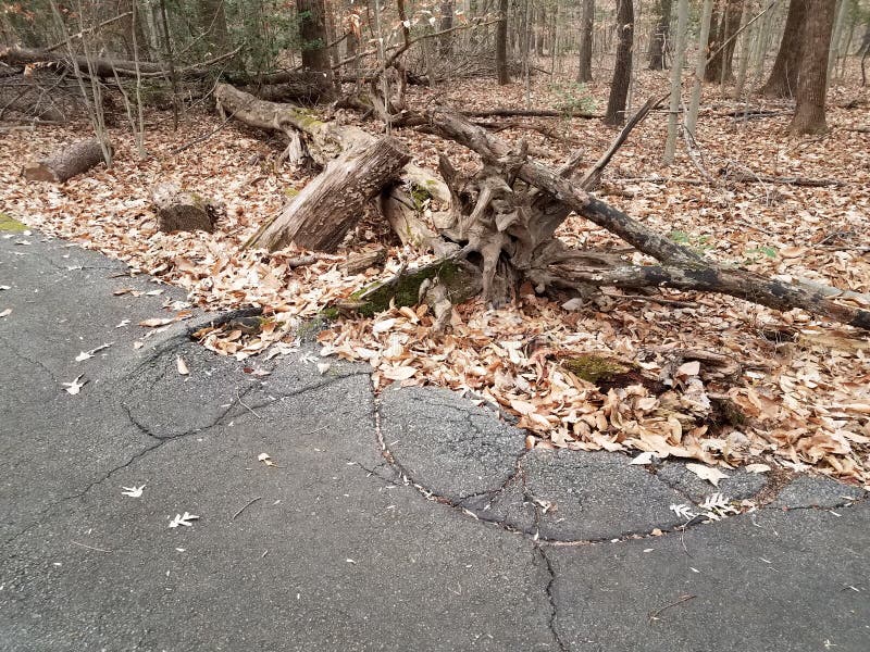 Fallen Tree and Asphalt Path with Cracks or Damage Stock Photo - Image ...