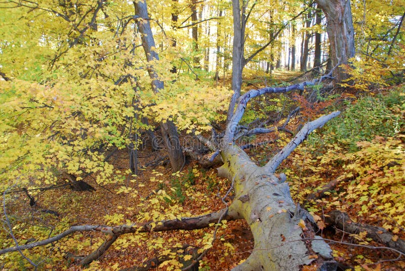 Fallen tree in automn stock image. Image of nature, leaf - 47862365
