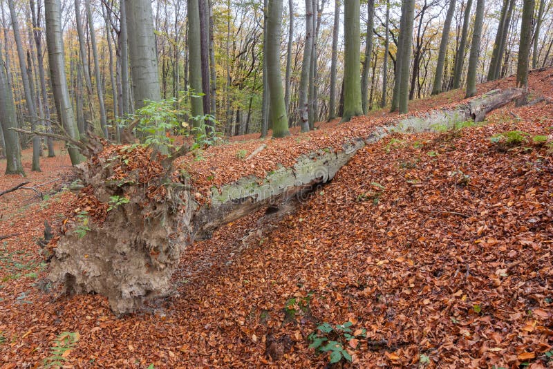 Fallen tree stock image. Image of forest, green, autumn - 35245899