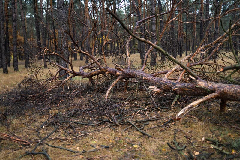 Fallen Tree in Autumn Forest. Fallen Trees on the Ground after a Strong ...