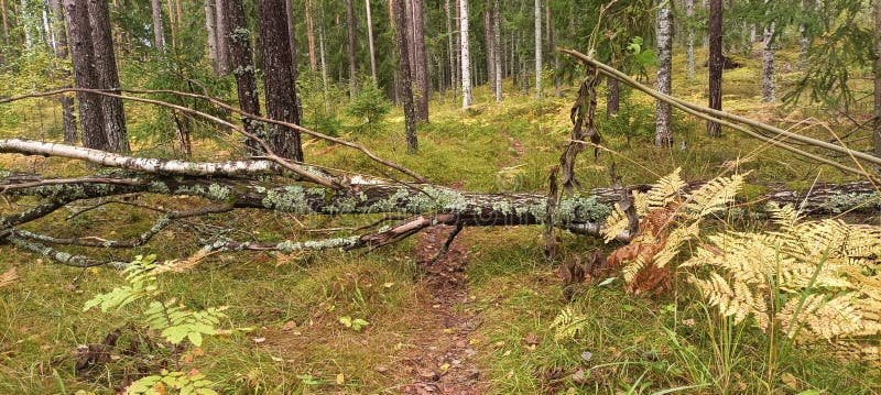 A Fallen Tree in the Autumn Forest Stock Image - Image of landscape ...