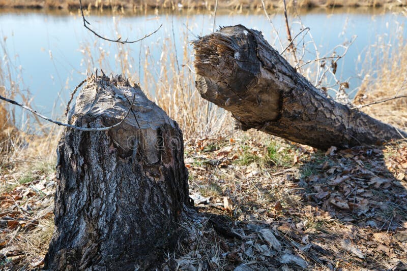 Fallen Tree on the Bank of the River Eroded by Beavers Stock Image ...