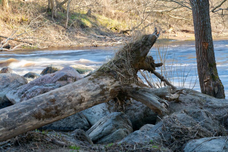 Fallen Tree on the Banks of the Pirita River. Stock Photo - Image of ...