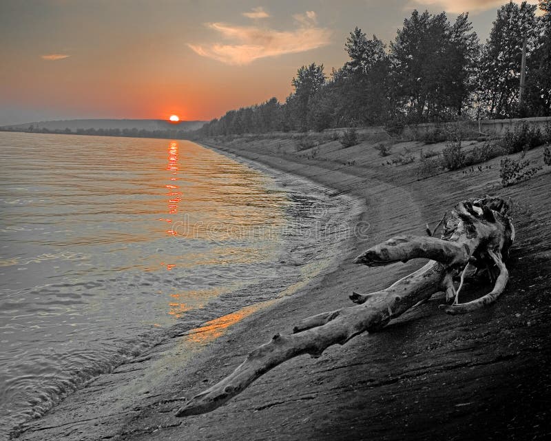 Fallen Tree on the Banks of the Volga River Stock Photo - Image of bank ...