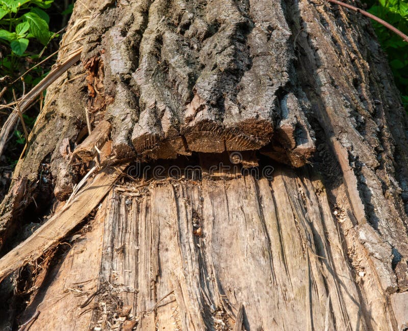 Fallen Tree with Bark Half Removed Stock Photo - Image of deforestation ...