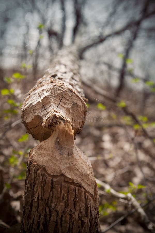 Fallen Tree from a Beaver Chewing it Down Stock Image - Image of ...