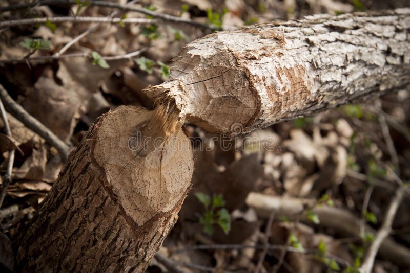 Fallen Tree from a Beaver Chewing it Down Stock Image - Image of tree ...