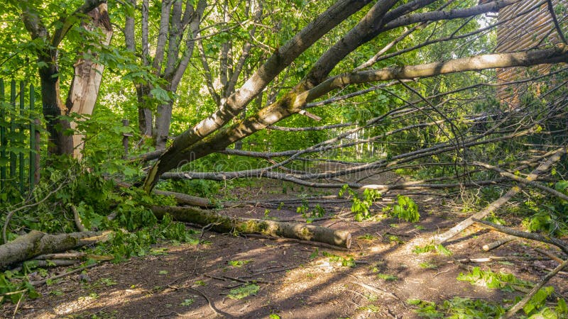 Fallen tree stock photo. Image of stormy, hurricane, country - 94482098