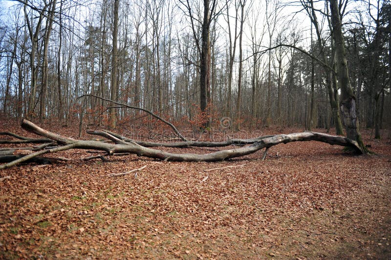 Fallen Tree stock photo. Image of brown, fallen, outdoor - 214086332