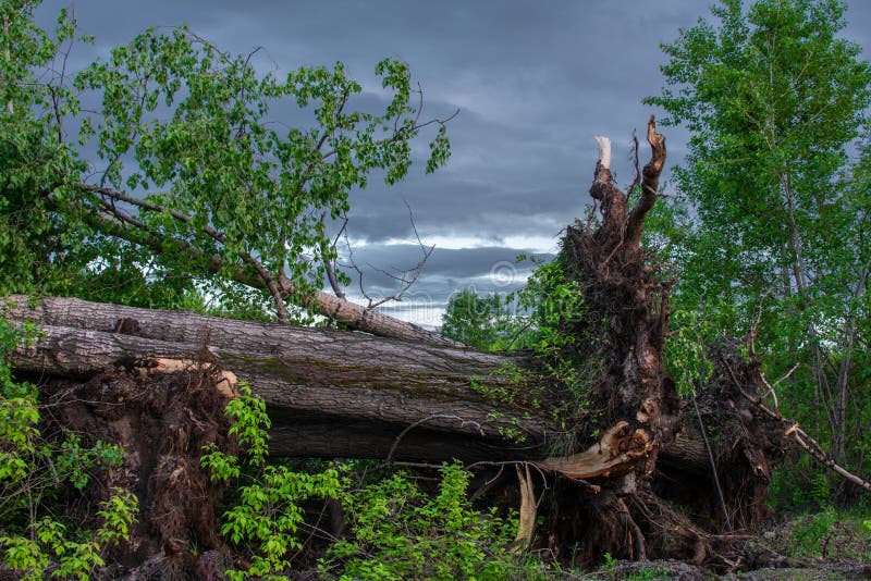 Big Tree Fall Down After Hurricane Stock Photo - Image of season, root ...