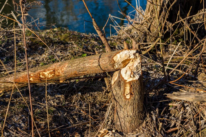 Fallen Tree Bitten by Beavers Stock Photo - Image of nature, tree ...