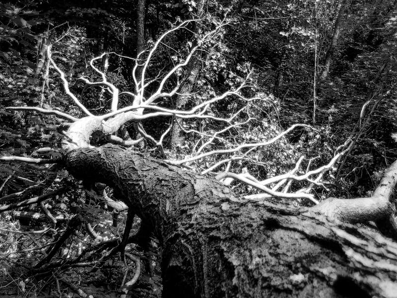 Fallen Tree in Black and White Stock Photo - Image of light, tree: 83446996